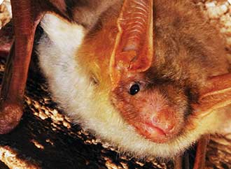 Bat Nights - Newspoint - University of Malta