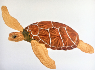 Nature Diary Painting Activity at Majjistral Park: Loggerhead Turtle ...