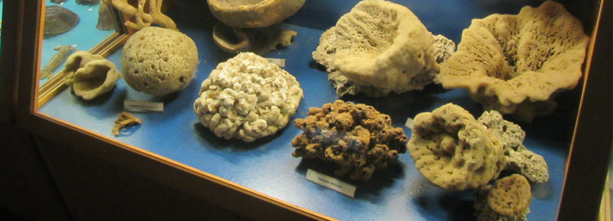 University academic participates in 51st European Marine Biology ...