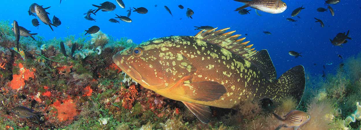 Maltese study contributes to international book on biodiversity studies ...