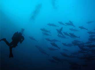 Short course in Marine Biology - Newspoint - University of Malta