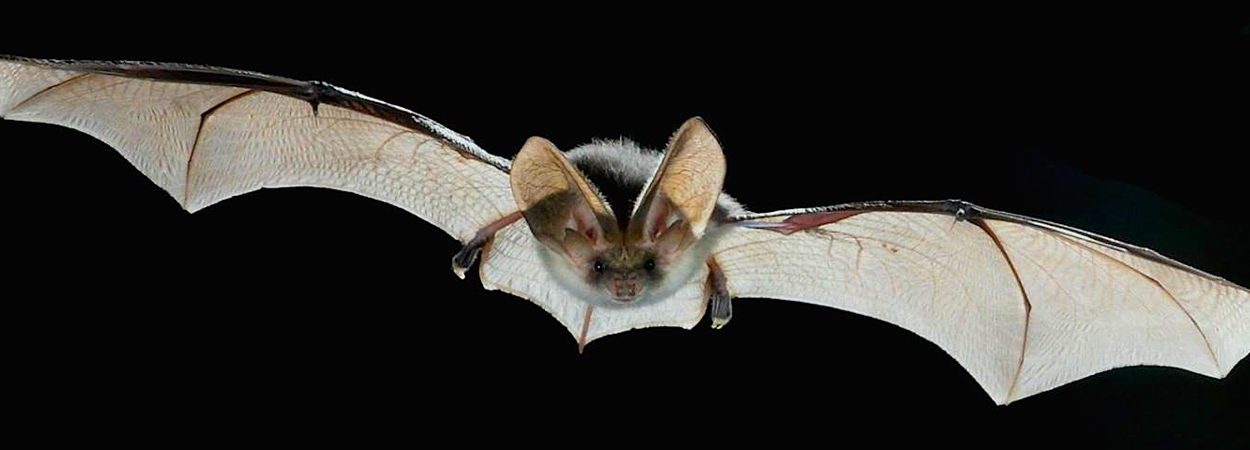 Bat acoustics research aided by Artificial Intelligence Technology ...