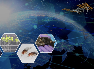 UM represented by Maltese Academic at NASA Gene Lab workshop ...