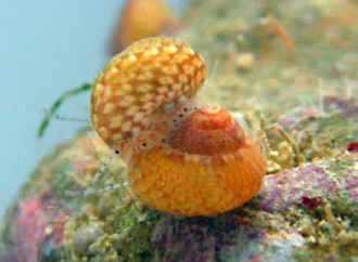 Imperilled! The Maltese Top-shell featured in International ...