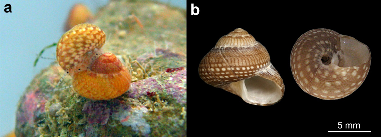 Imperilled! The Maltese Top-shell featured in International ...