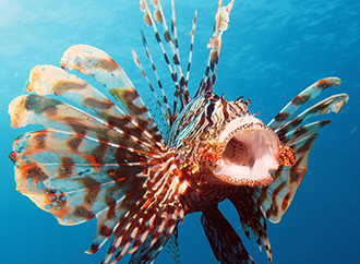 Ongoing research finds new alien species in Maltese waters - Newspoint ...