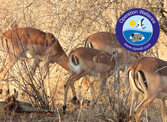 Operation Wallacea 2019 - Newspoint - University of Malta