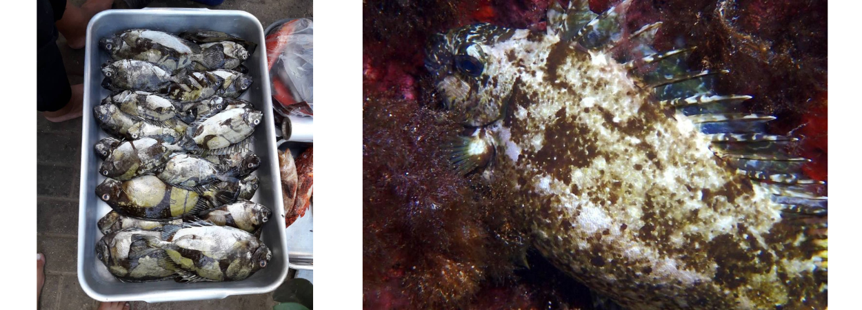 Population ‘explosion’ of venomous ‘rabbitfish’ in Maltese waters due ...