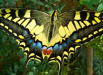 Discoveries in Insect Biodiversity for Conservation - Newspoint ...