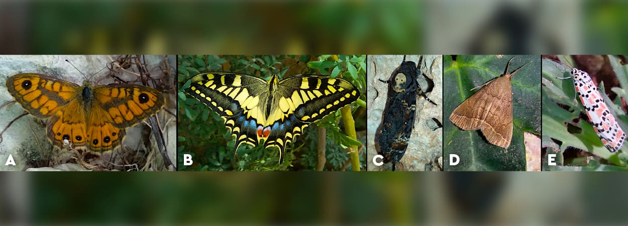 Discoveries in Insect Biodiversity for Conservation - Newspoint ...