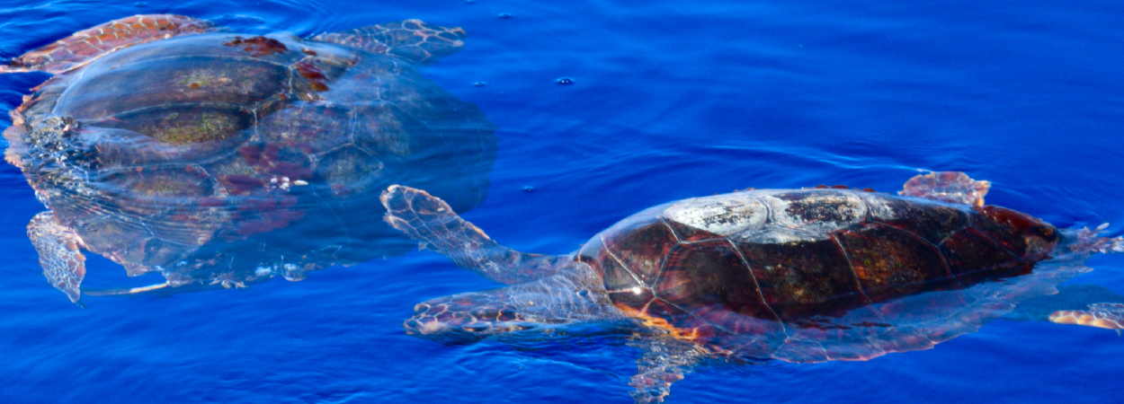 Conservation researchers at UM collaborate with ERA to advance ...