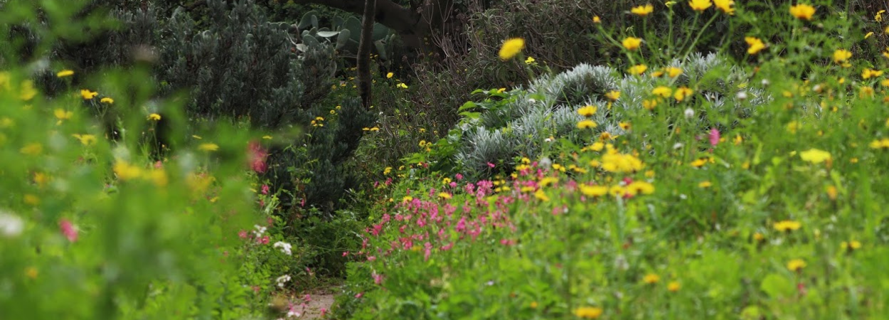 From documenting local flora and fauna … to participating in Malta’s ...