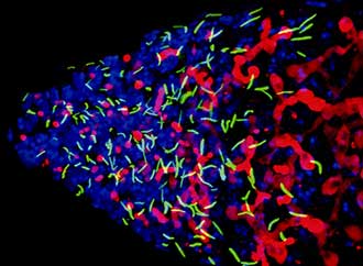 Cell biology research seminar - Newspoint - University of Malta