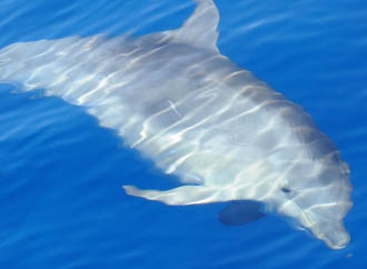UM Academics present latest marine research at Barcelona conference ...