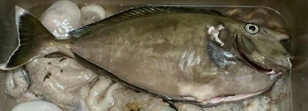 New fish species for the Mediterranean recorded in Malta - Newspoint ...