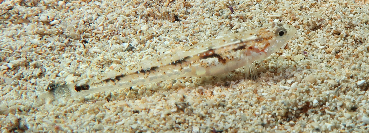 New fish species for Malta - Newspoint - University of Malta