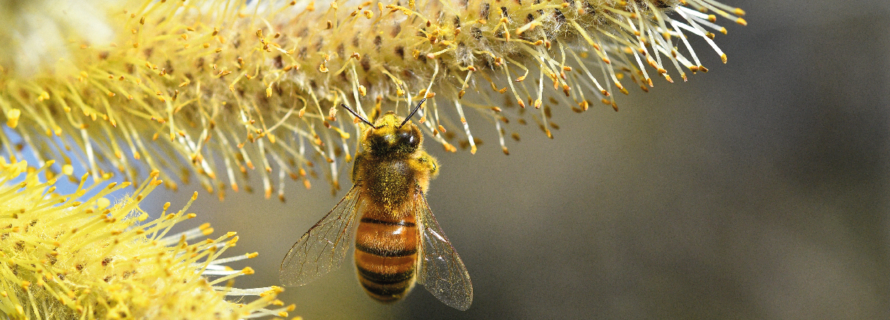 WIPSS: Insects and other Invertebrates in Maltese Culture and Tradition ...