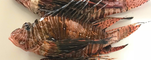 New publication on the status of Maltese small-scale fisheries ...